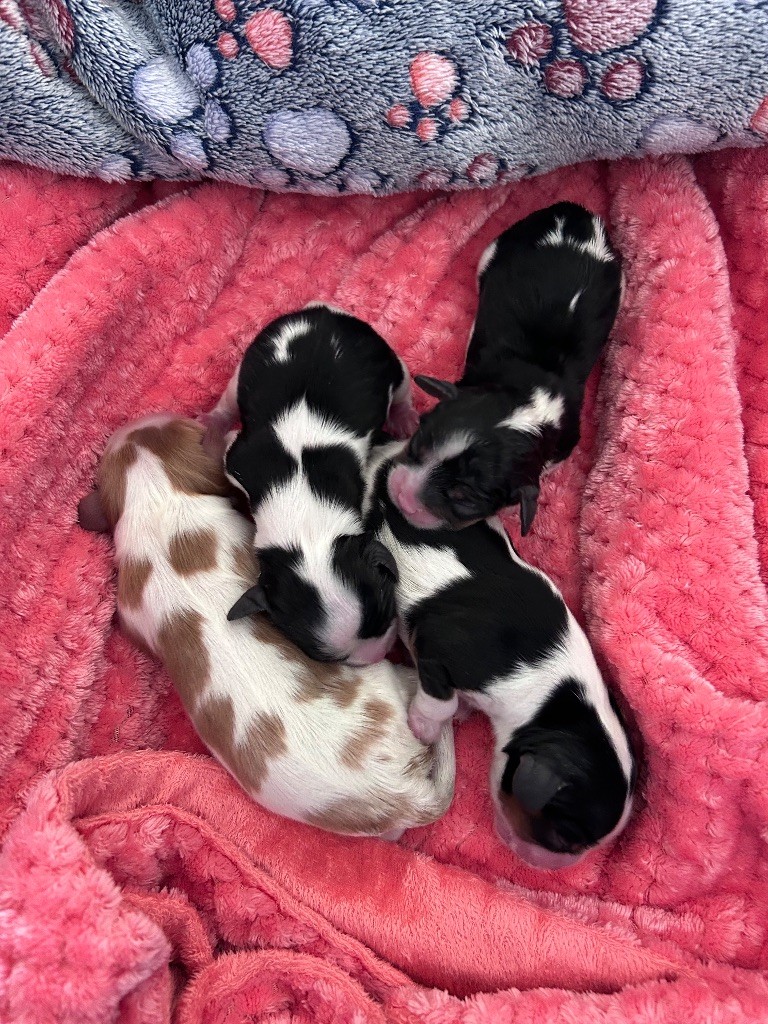 Chiots à vendre - Elevage Des Cavaliers Du Prieuré - eleveur de chiens ...